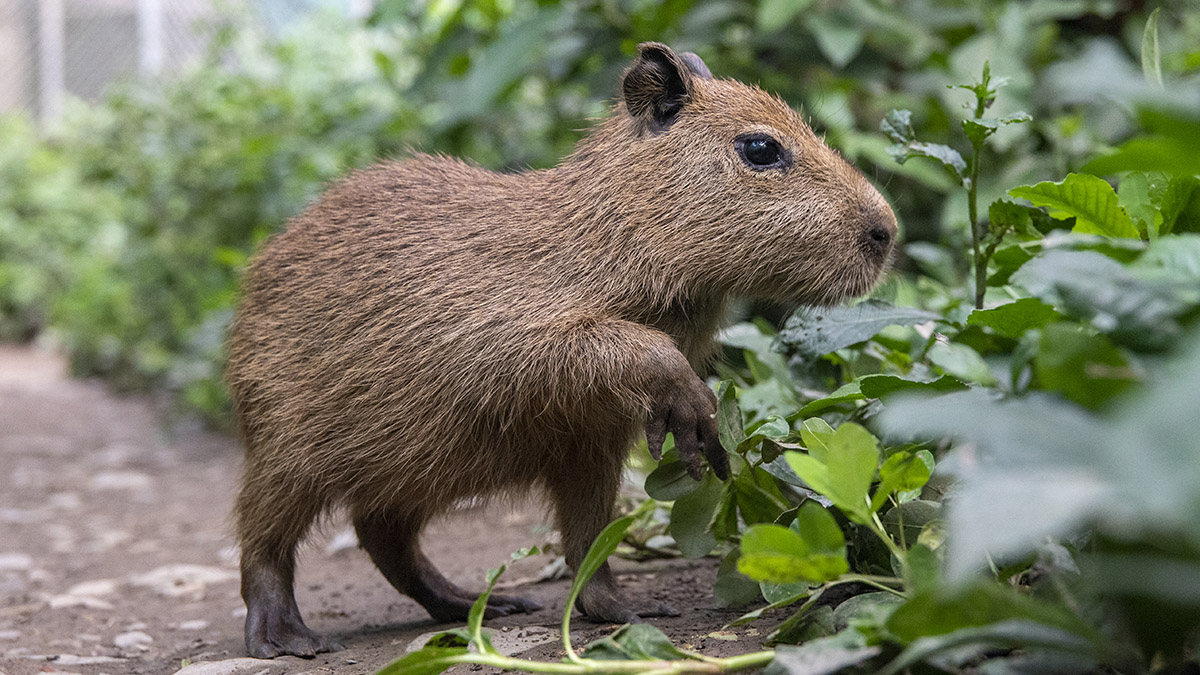 Visit – Senda Verde