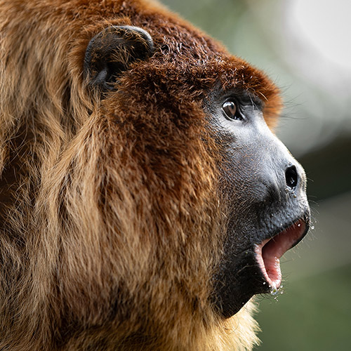 Visit – Senda Verde